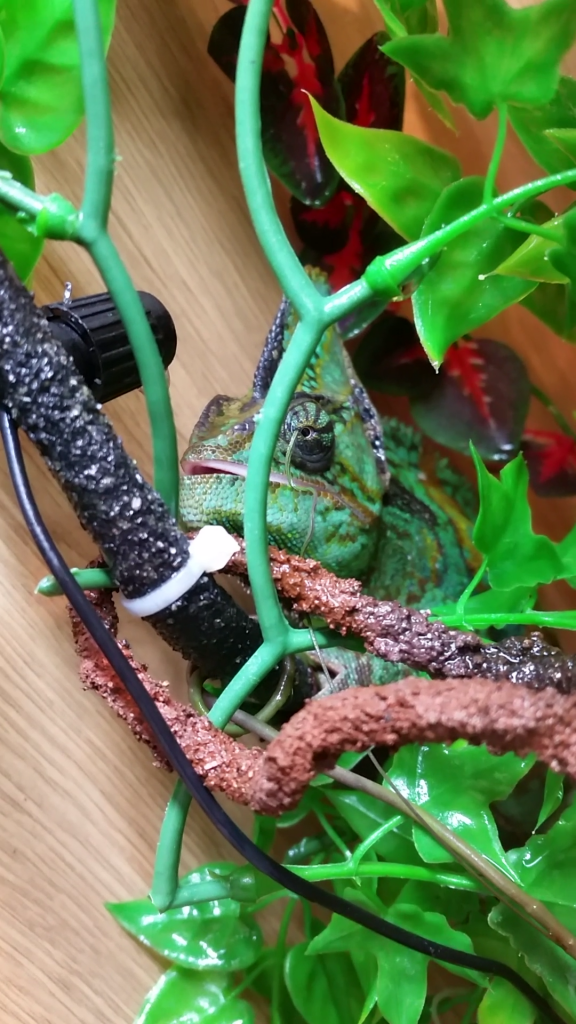 Chameleon Water | Staying Hydrated/-/ReptileApartment.com